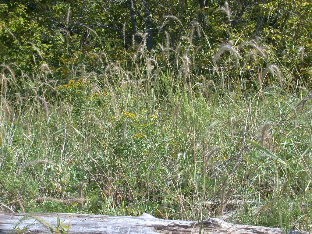 Canada wild rye from Rainy River District, ON, Canada on August 22 ...
