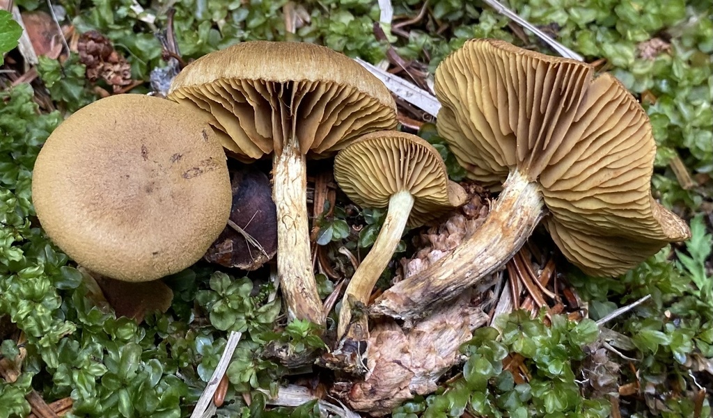 Webcaps from Payette National Forest, McCall, ID, US on August 12, 2023 ...