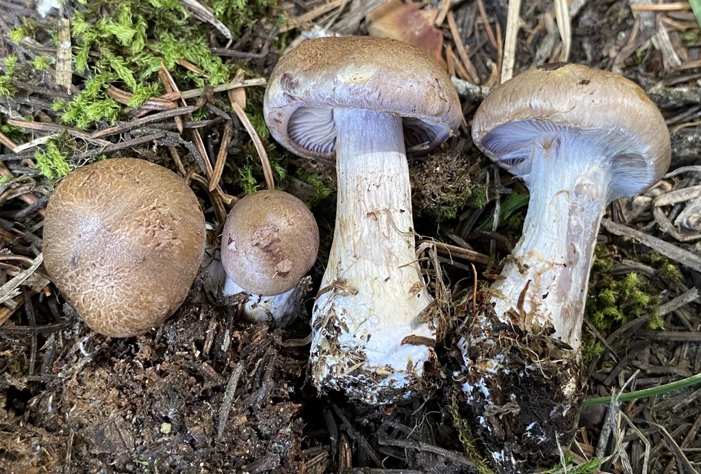 Webcaps from Payette National Forest, McCall, ID, US on August 12, 2023 ...