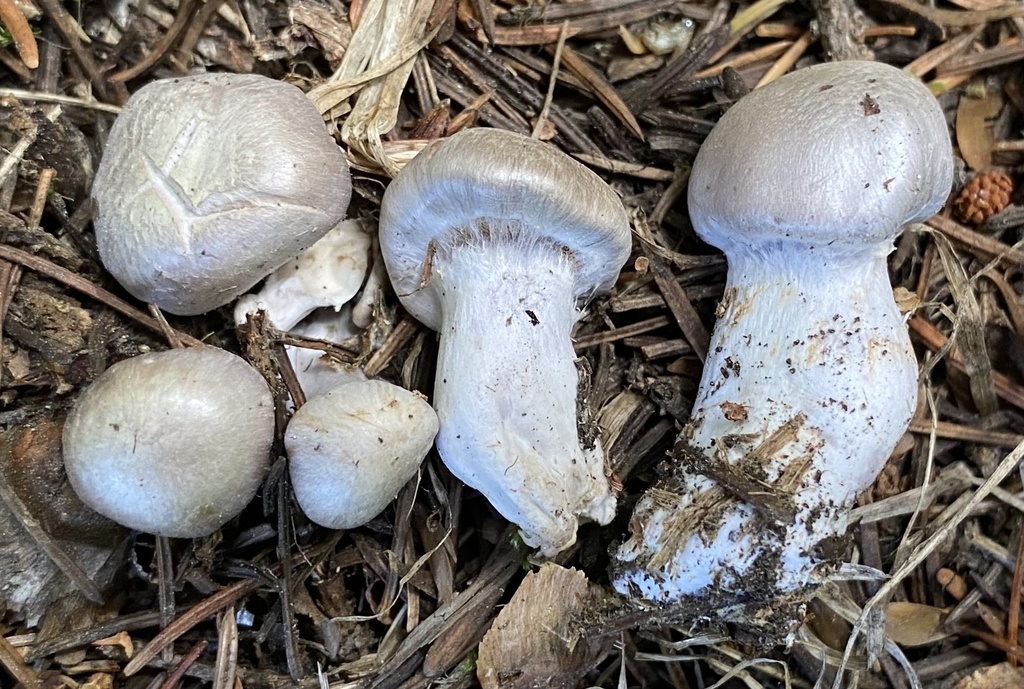 Webcaps from Payette National Forest, McCall, ID, US on August 12, 2023 ...