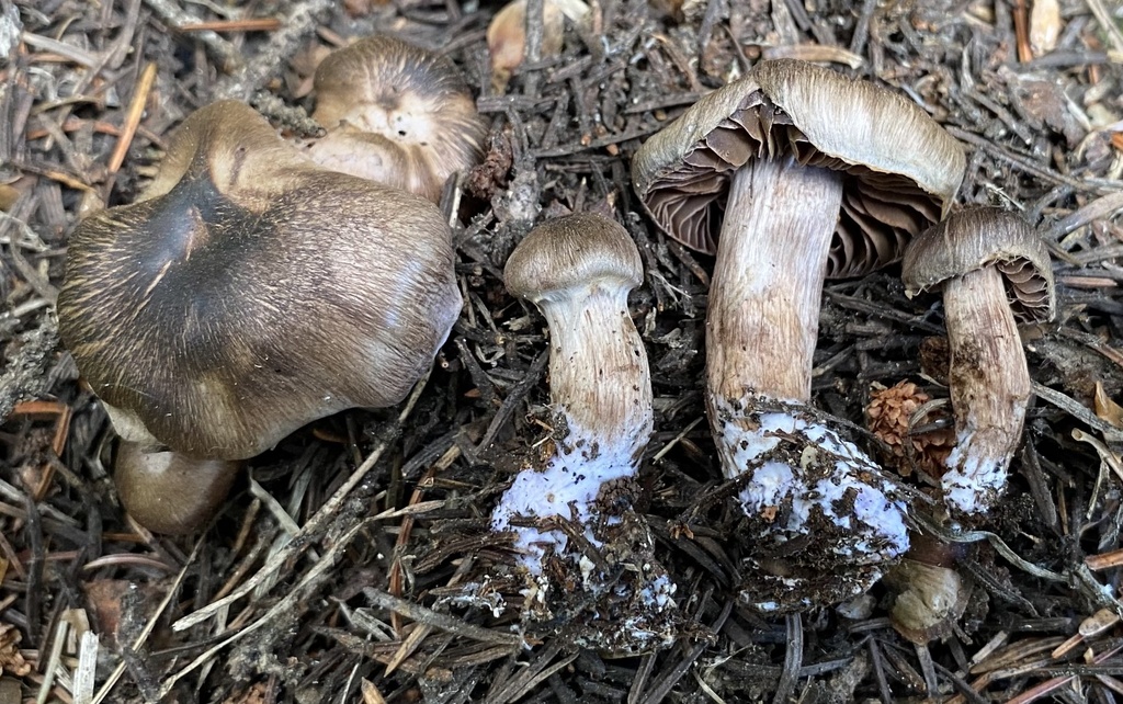 Cortinarius brunneus from Payette National Forest, McCall, ID, US on ...