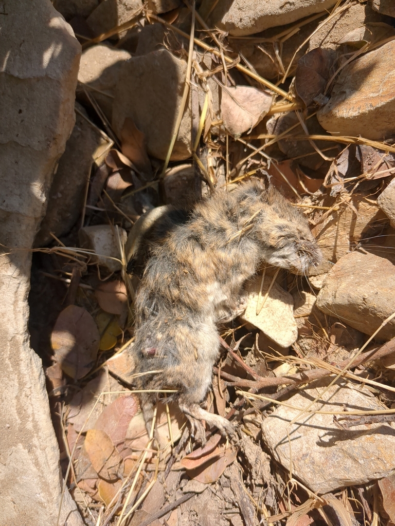 Rodents from Los Angeles County, US-CA, US on July 20, 2023 at 10:10 AM ...