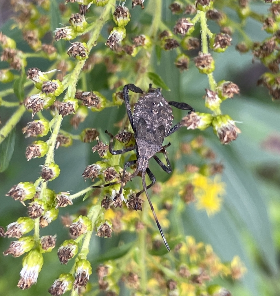 Spine-headed Bugs from Fenside-Parkwoods, Toronto, ON, Canada on August ...