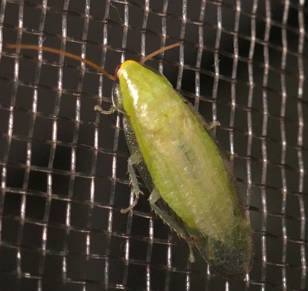 Panchlora from Zona rural de Paudalho - Pernambuco on August 12, 2023 ...