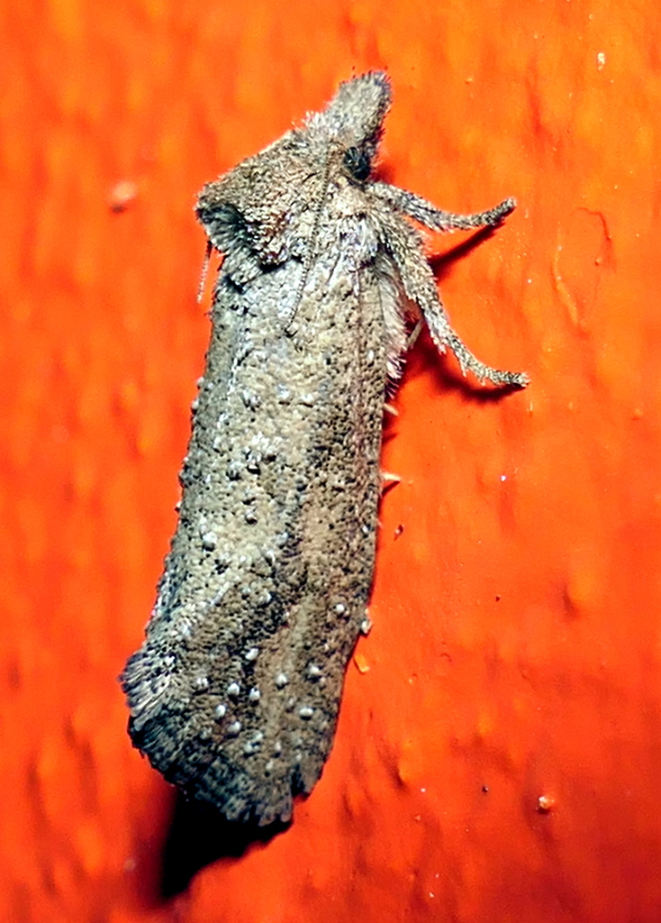 Grass Tubeworm Moths from Zona rural de Paudalho - Pernambuco on August ...