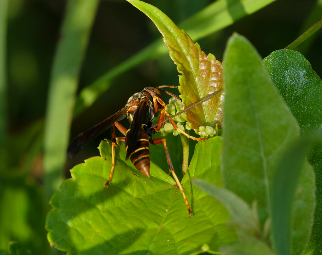 Dark Paper Wasp from Anne Arundel County, MD, USA on August 6, 2023 at ...