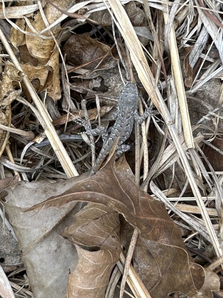 Eastern Fence Lizard from Daniel Boone National Forest, Beattyville, KY ...