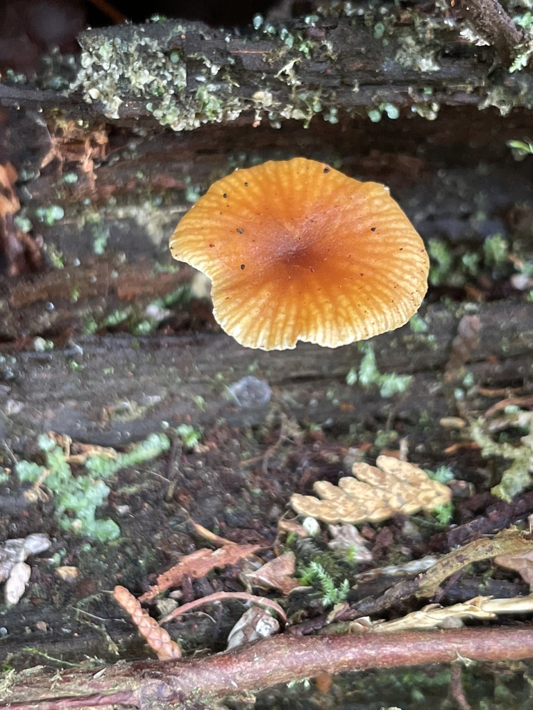 Xeromphalina enigmatica from SE 373rd St, Auburn, WA, US on March 29 ...