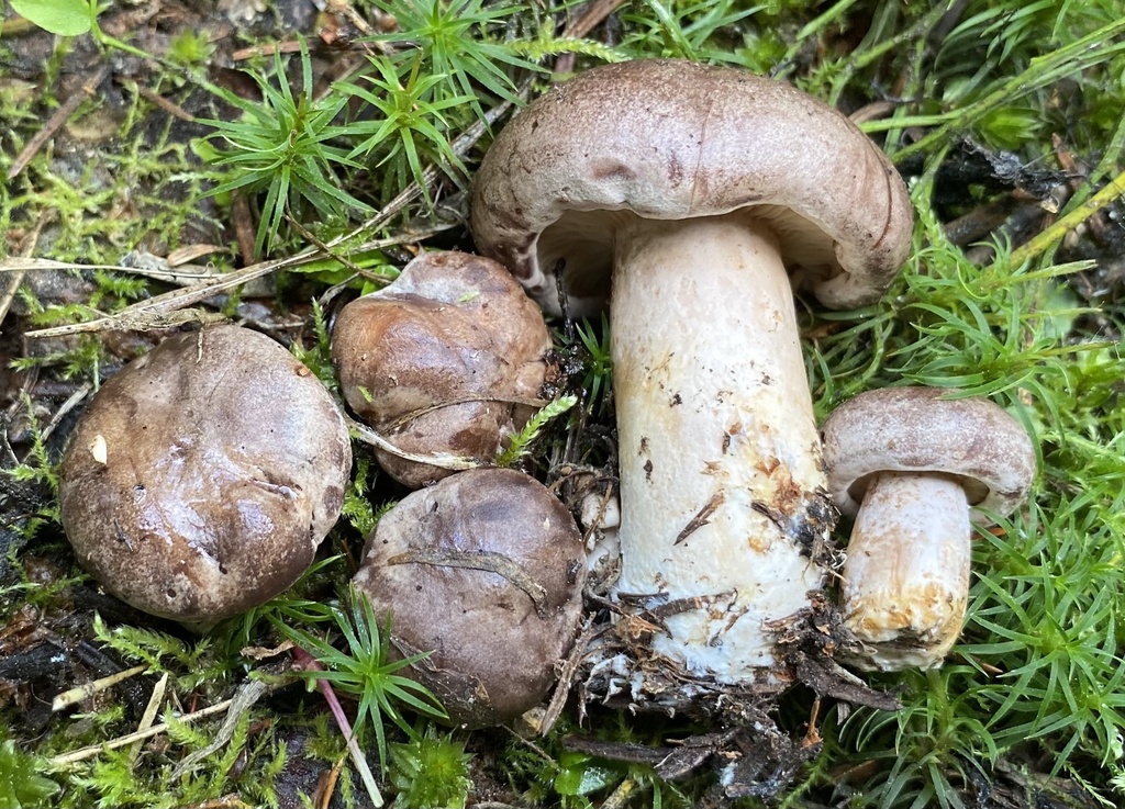 Common Milkcaps from Payette National Forest, McCall, ID, US on August ...