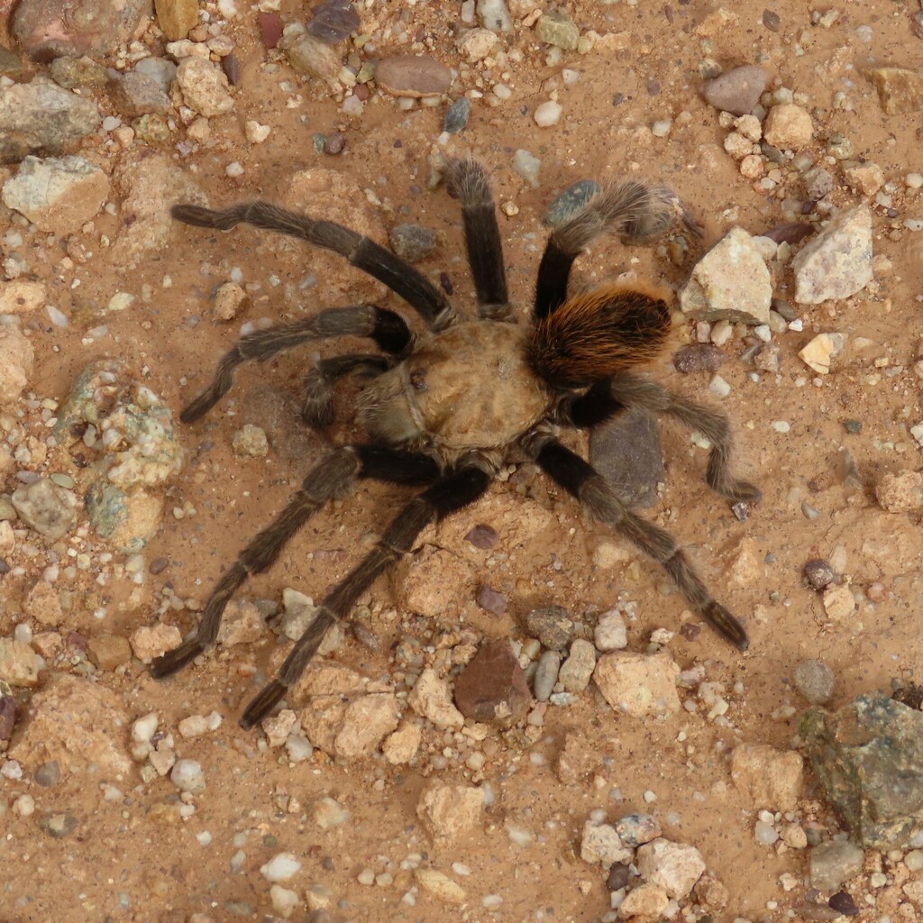 Desert Blonde Tarantula from 7201 AZ-90, Sierra Vista, AZ 85635 on ...