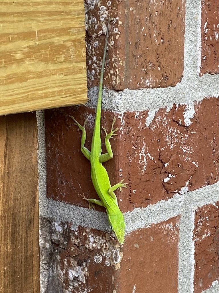 Green Anole in August 2023 by dylanniedermann · iNaturalist