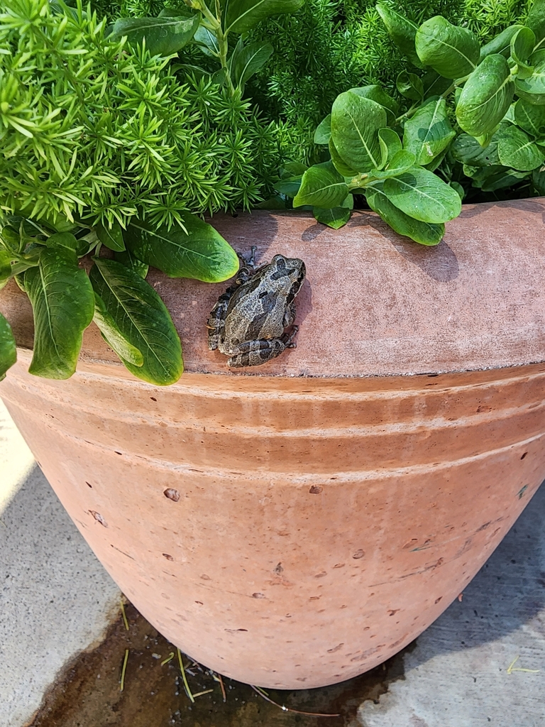 Baja California Tree Frog in July 2023 by jjhonez · iNaturalist