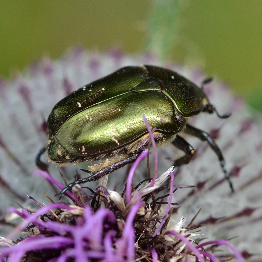 Copper Chafer from 293 01 Nepřevázka, Česko on August 12, 2023 at 03:43 ...