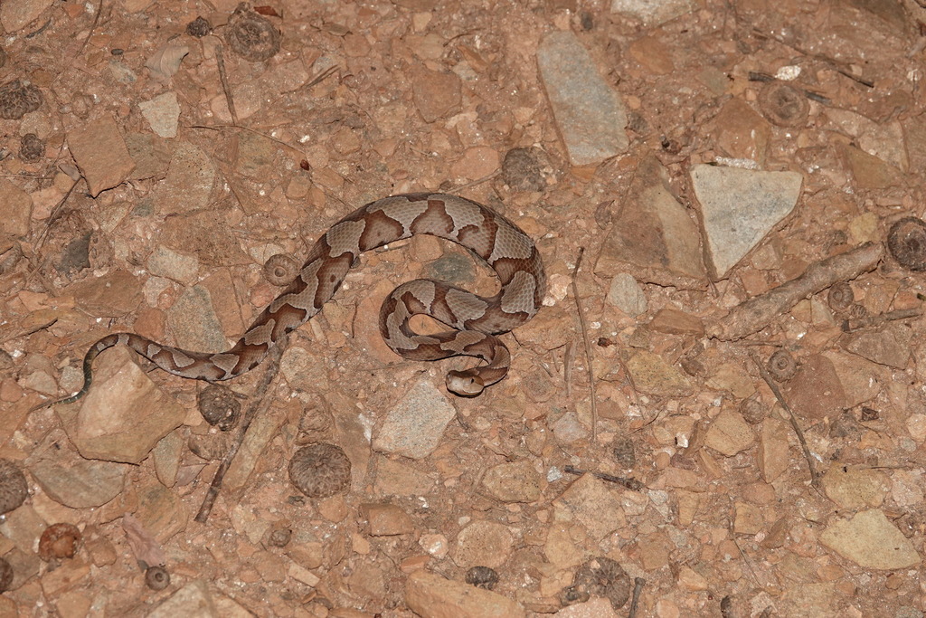 Eastern Copperhead from Fauquier County, VA, USA on July 24, 2023 at 09 ...