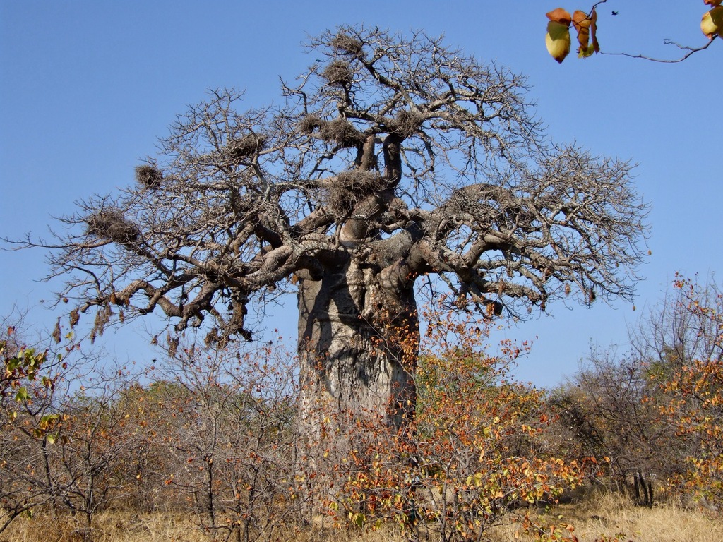 African baobab from Mopani District Municipality, South Africa on July ...