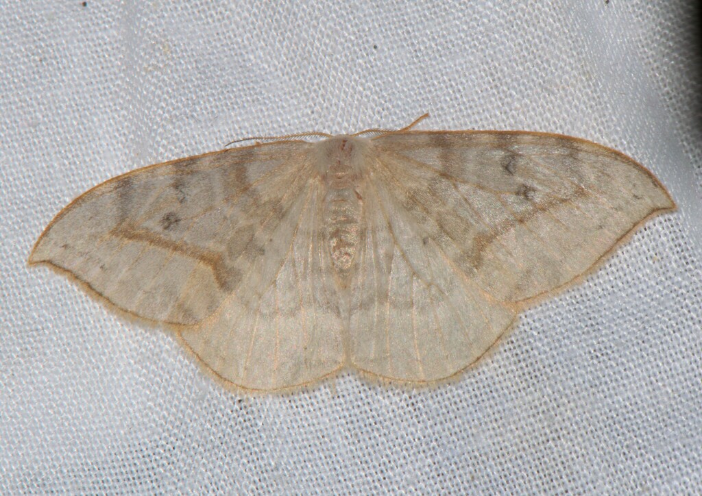 Drepana pallida from Bheema Udiya, Munsyari, Uttarakhand 262554, India ...
