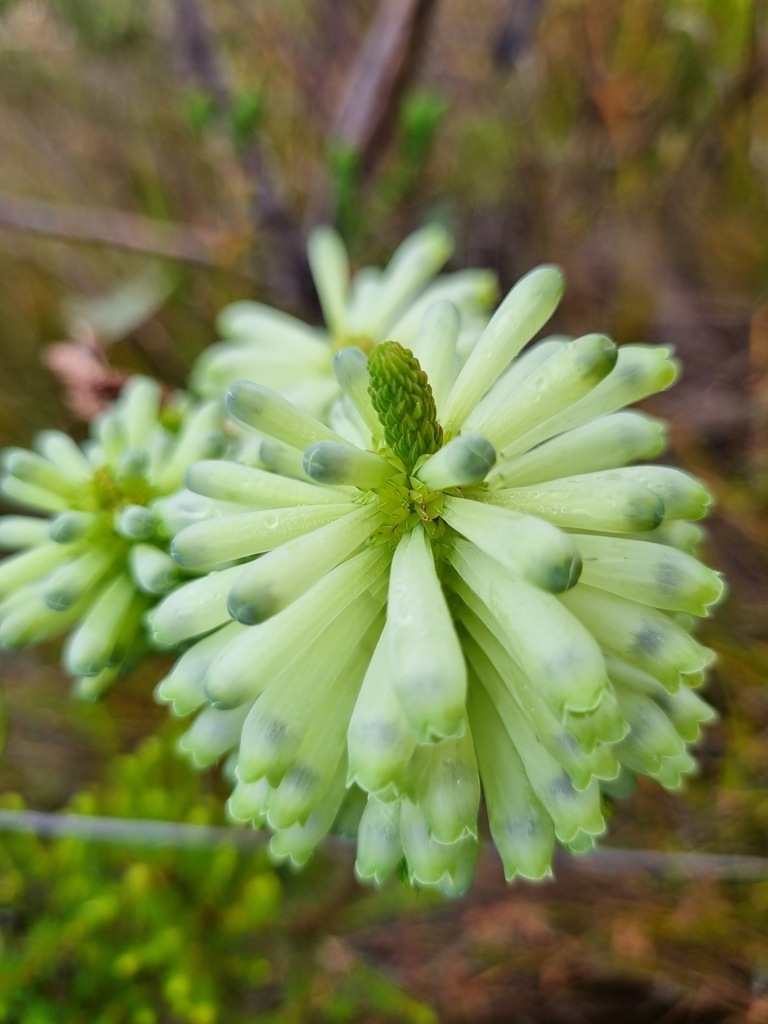 Bottle Green Heath from Overstrand Local Municipality, South Africa on ...