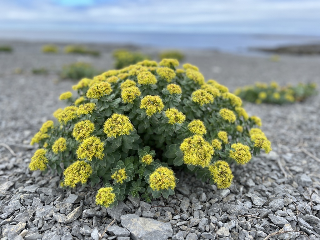 Roseroot (Rhodiola rosea) - Botanical Realm