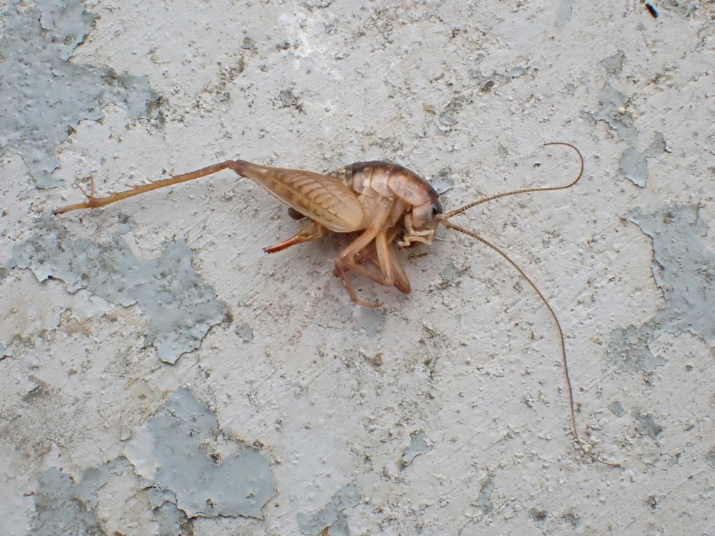 Camel Crickets, Cave Crickets, and Cave Wēta from Franklin County, MO ...