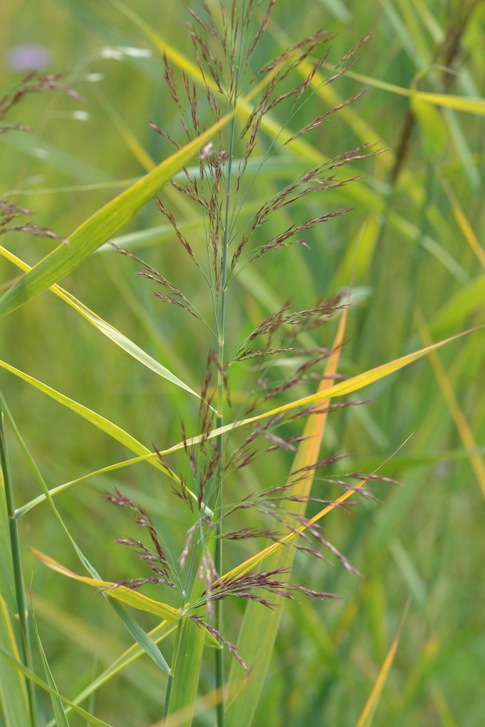 common reed from 293 01 Nepřevázka, Česko on August 12, 2023 at 03:47 ...