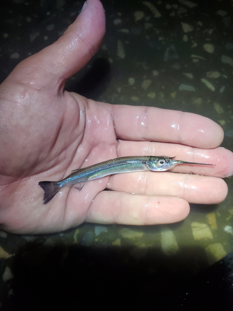 American Halfbeak from Port Republic, NJ, USA on August 12, 2023 at 11: ...