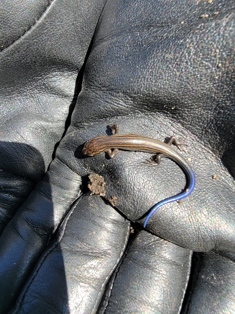 Prairie Skink from Minneapolis, MN 55423, USA on August 11, 2023 at 10: ...