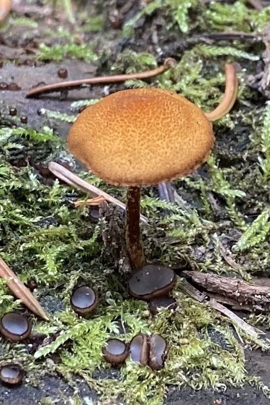 Flammulaster from Payette National Forest, McCall, ID, US on August 12 ...