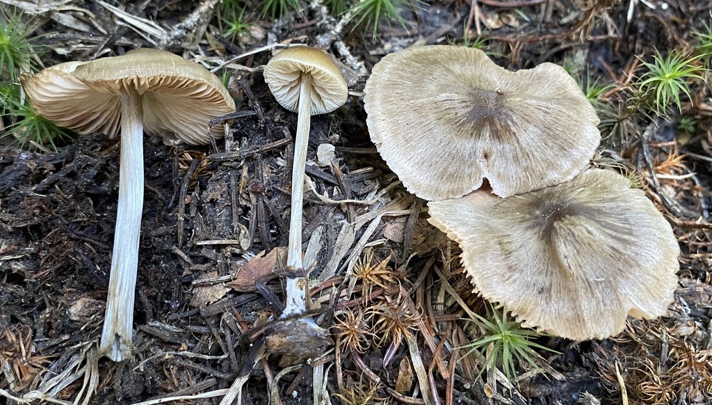 Pinkgills from Payette National Forest, McCall, ID, US on August 12 ...