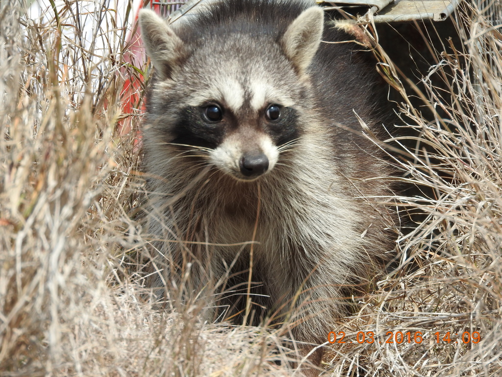 Mapache desde Reynosa el04 de marzo de 2016 de Gerson Herrera ...