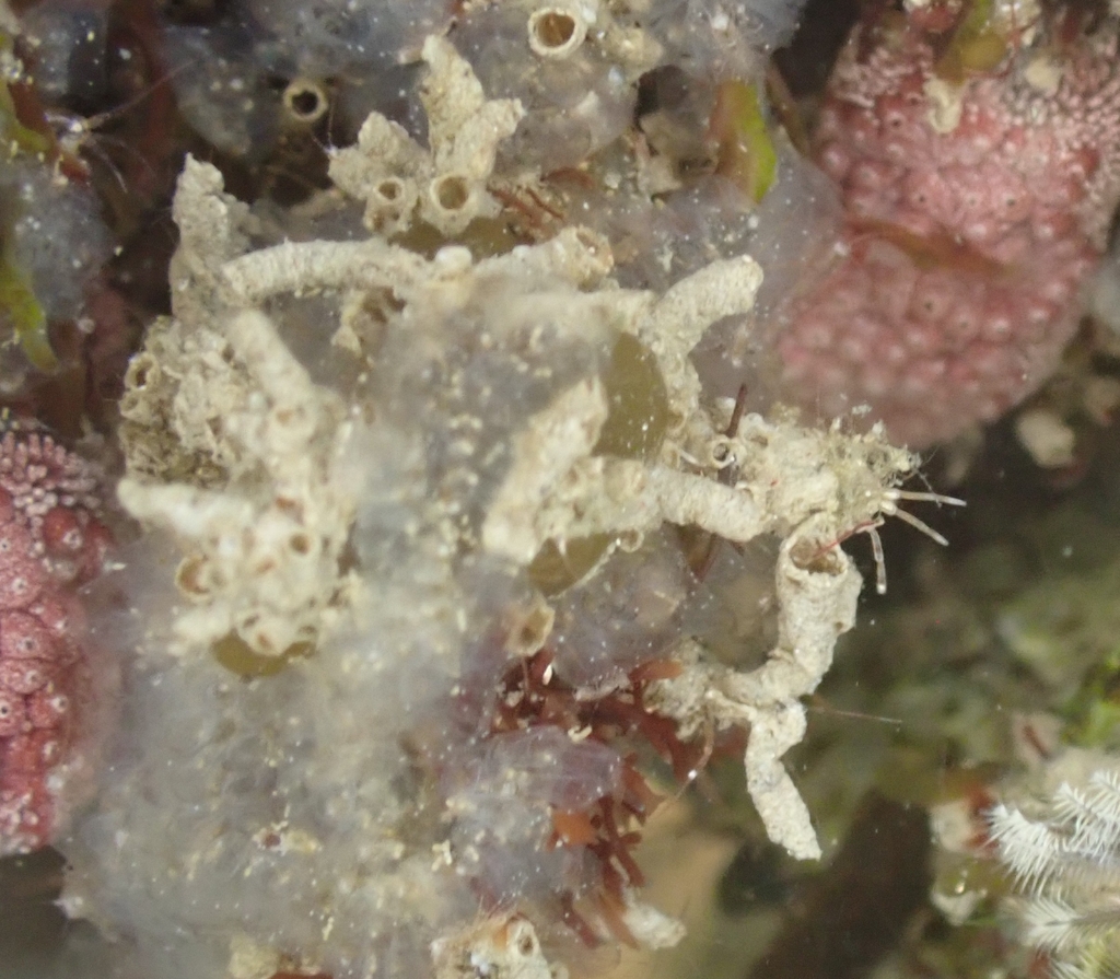 Ischyroceridae from 't Koepeltje on August 11, 2023 at 01:47 PM by ...