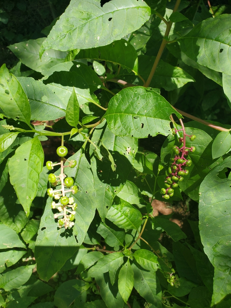 American pokeweed from Mecklenburg County, US-NC, US on August 13, 2023 ...