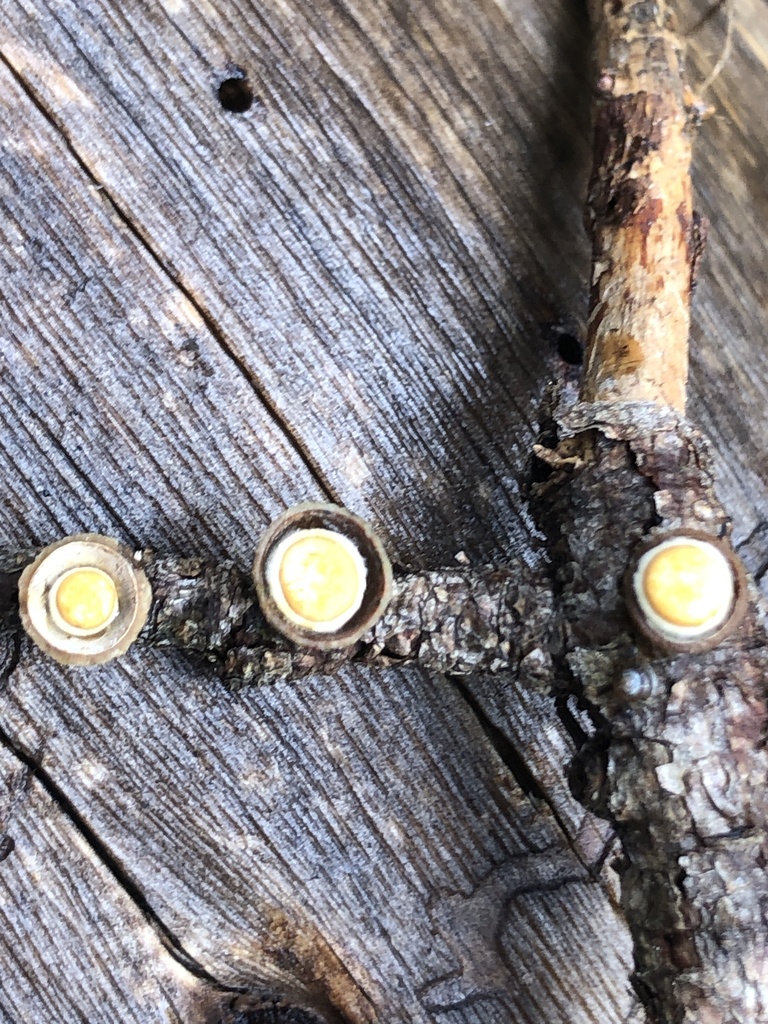 Crucibulum cyathiforme from Apache County, US-AZ, US on August 11, 2023 ...