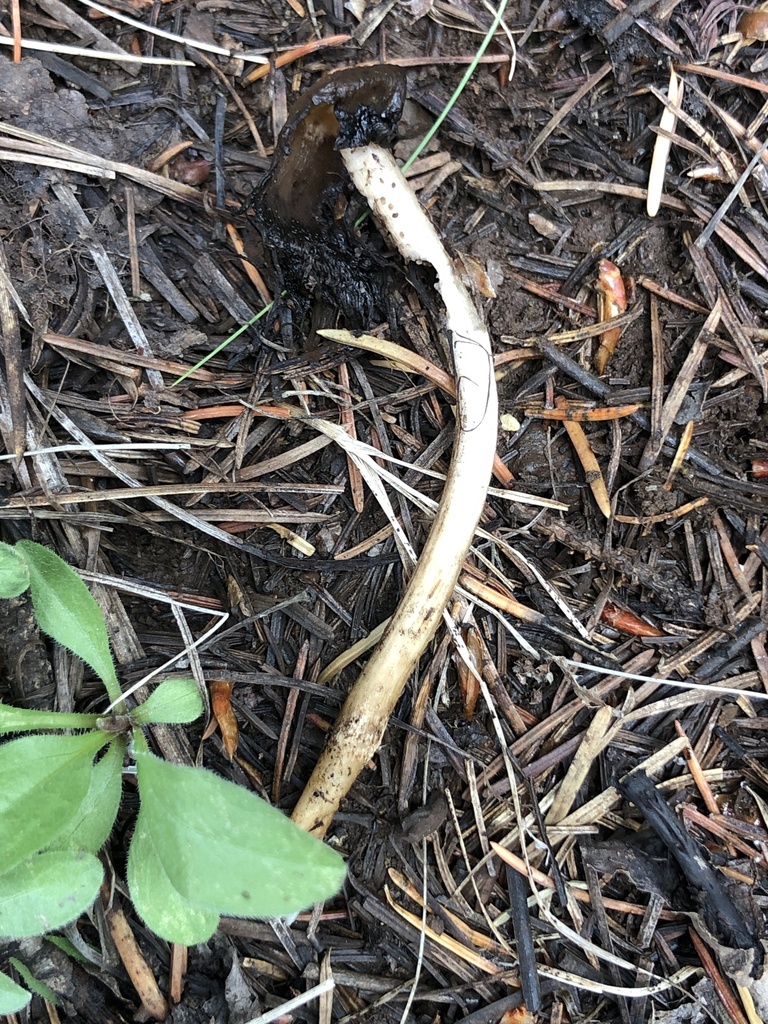 Common Ink Cap from Apache County, US-AZ, US on August 12, 2023 at 10: ...