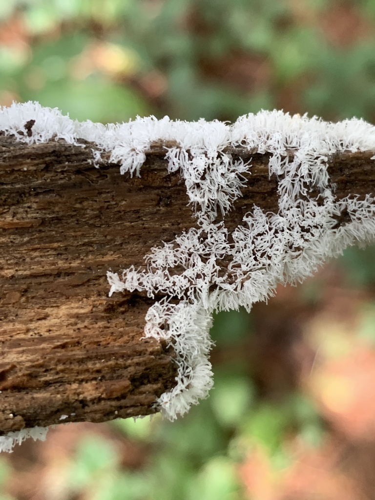 Honeycomb Coral Slime Mold from Benson Hurst Dr SW, Mableton, GA, US on ...
