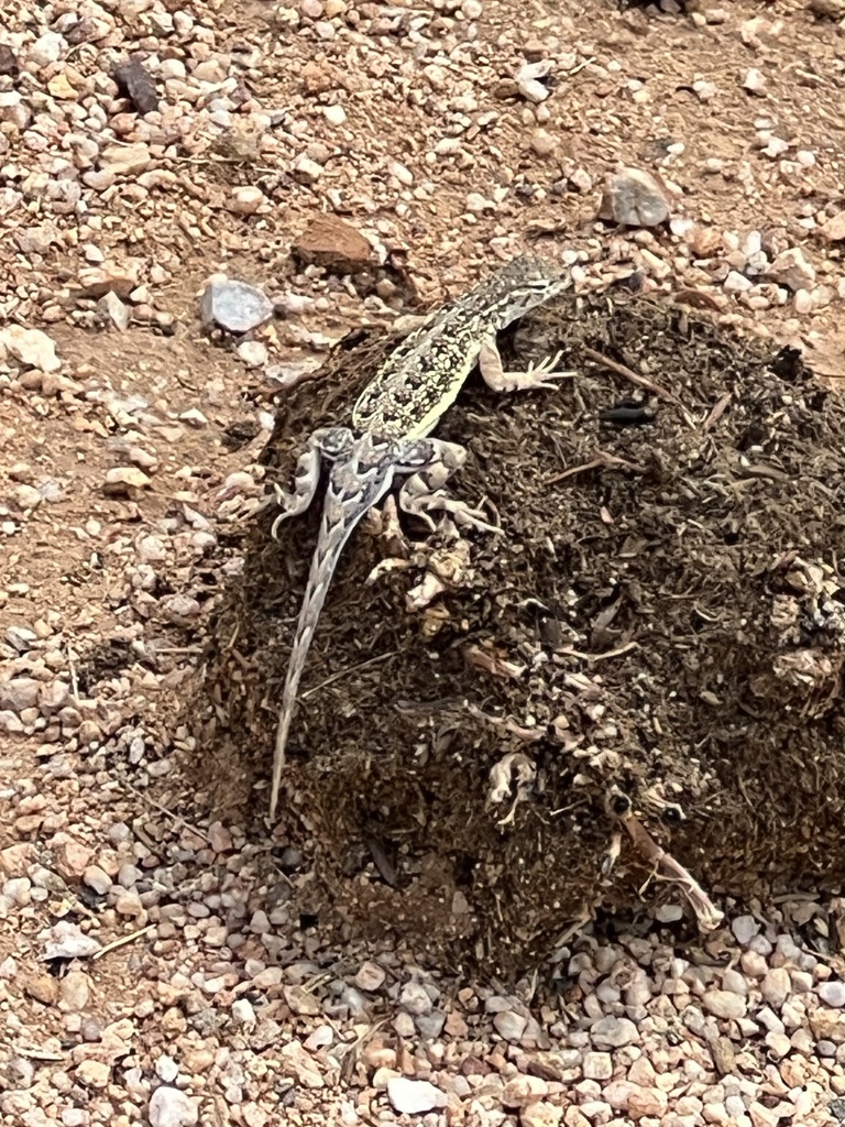 Elegant Earless Lizard in August 2023 by CK Kelly · iNaturalist