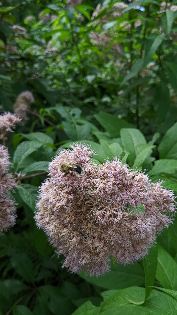 Bumble Bees from Montreal on August 13, 2023 at 03:15 PM by jackhead4 ...