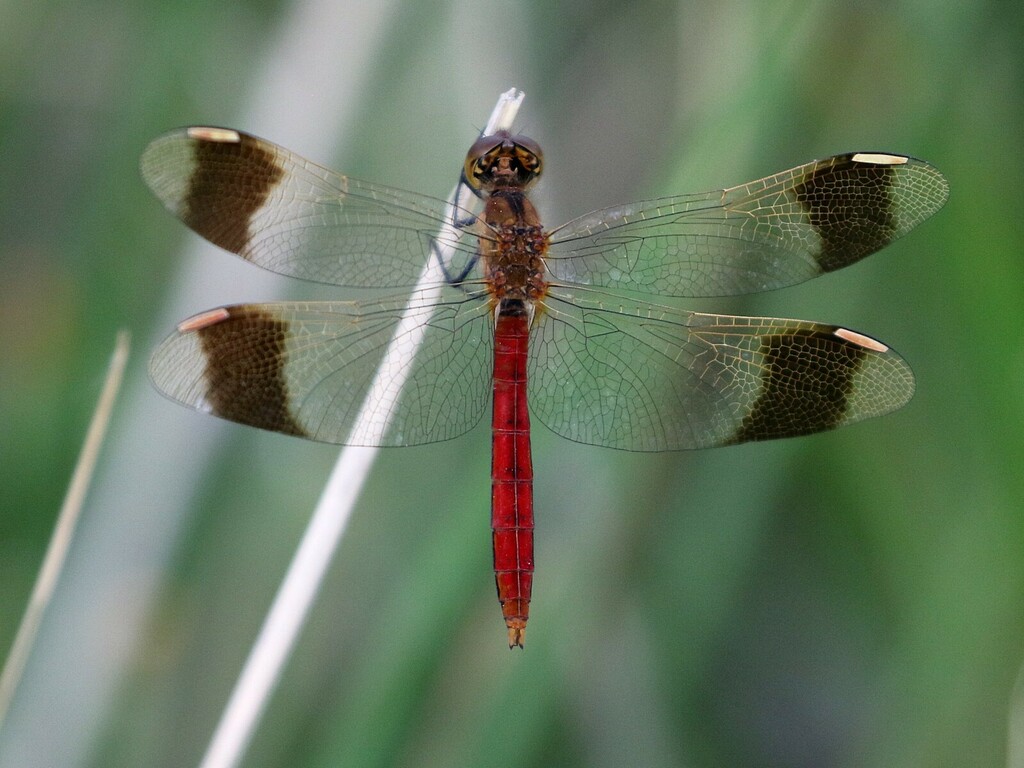 Banded Darter from Bayandelger, Mongolia on August 9, 2023 at 11:59 AM ...