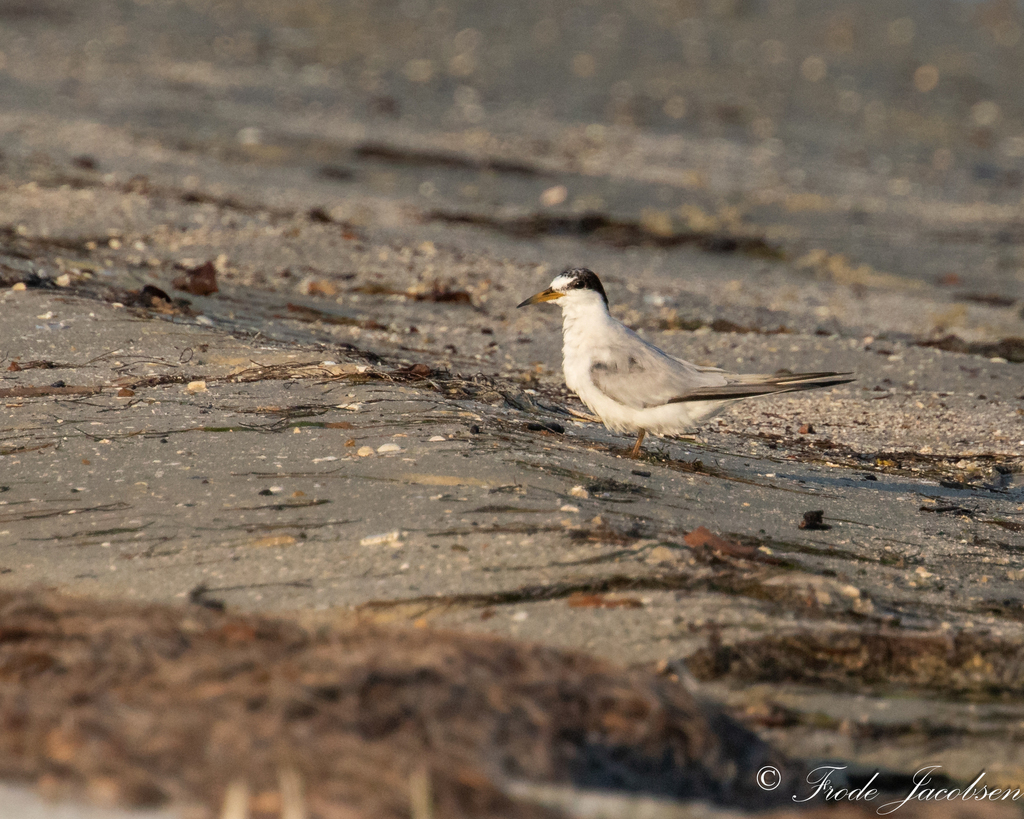 Least Tern in August 2023 by Frode Jacobsen · iNaturalist