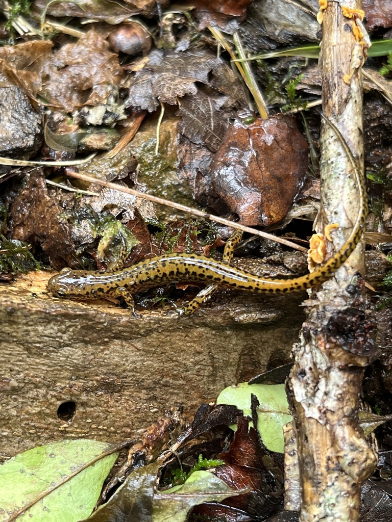 Long-tailed Salamander from Cherokee National Forest, Elizabethton, TN ...