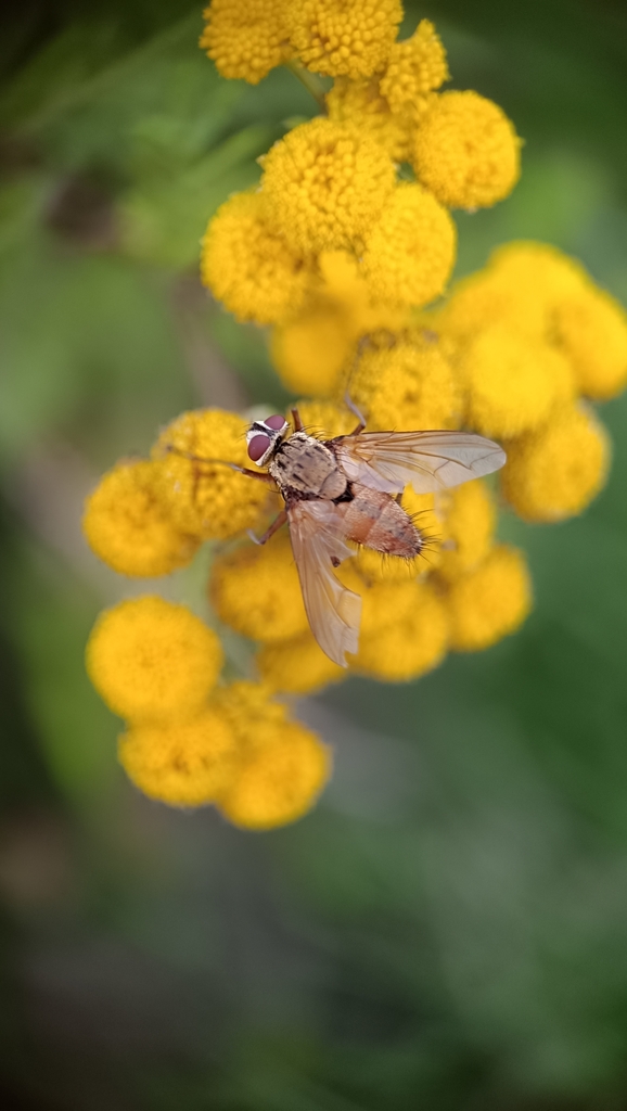 Dexia rustica from Komorniki, Polska on August 13, 2023 at 07:51 PM by ...