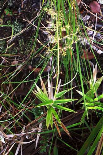 Bog Rosette Grass (Dichanthelium hillebrandianum) · iNaturalist