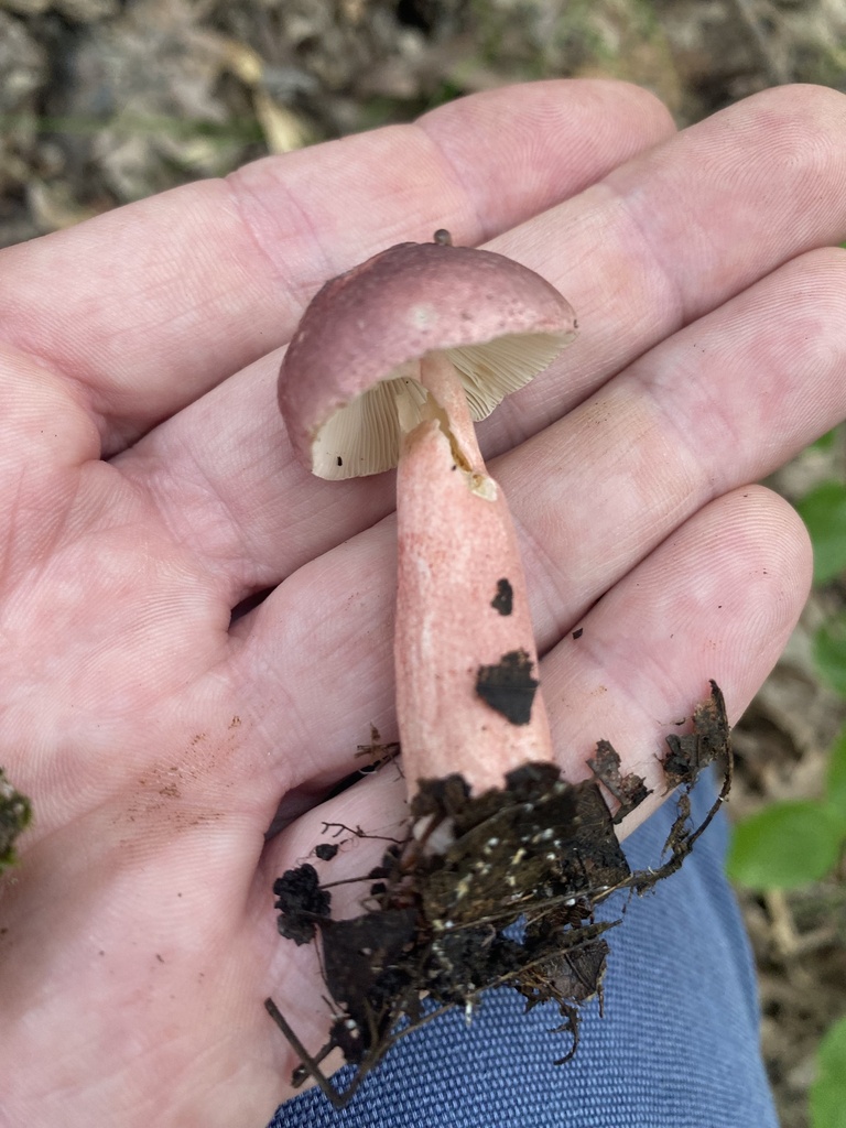 Russula subtilis from Chesterton, IN, US on August 13, 2023 at 10:51 AM ...