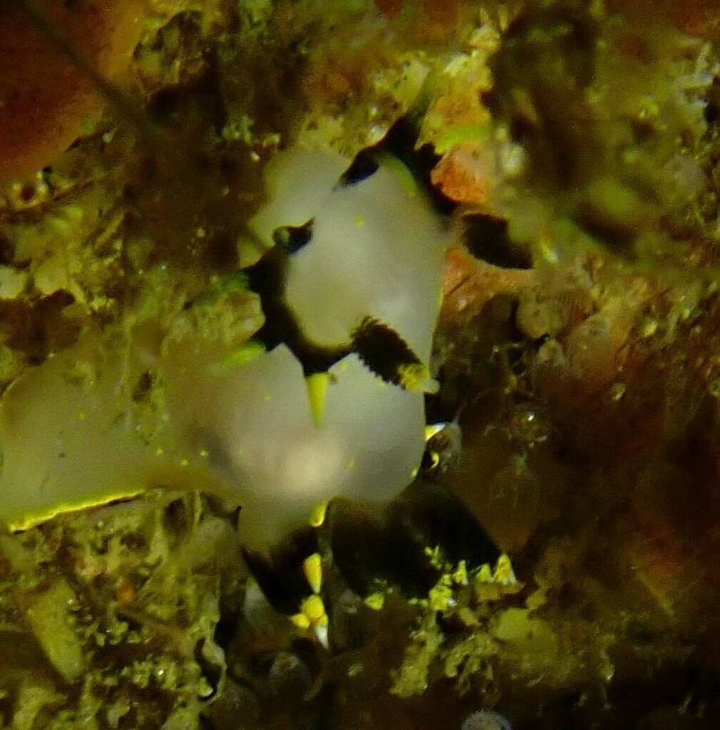 Three-color Polycera from Ruby E. Lee on August 13, 2023 at 09:17 AM by ...