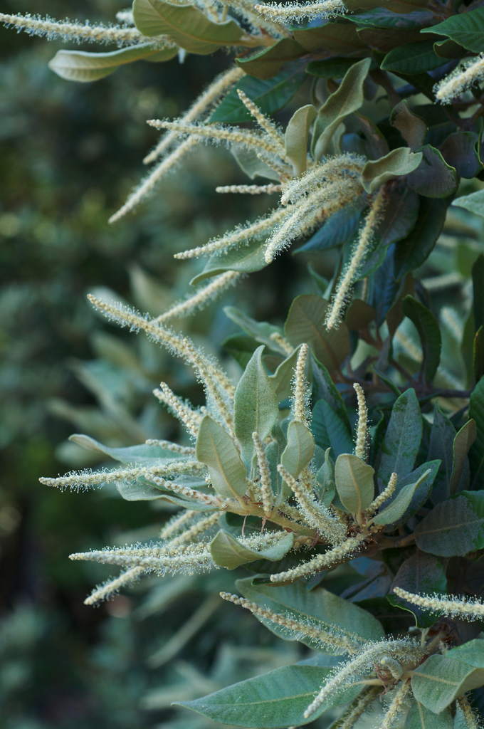 Tanoak (Bear Valley Trail, Point Reyes National Seashore) · iNaturalist ...