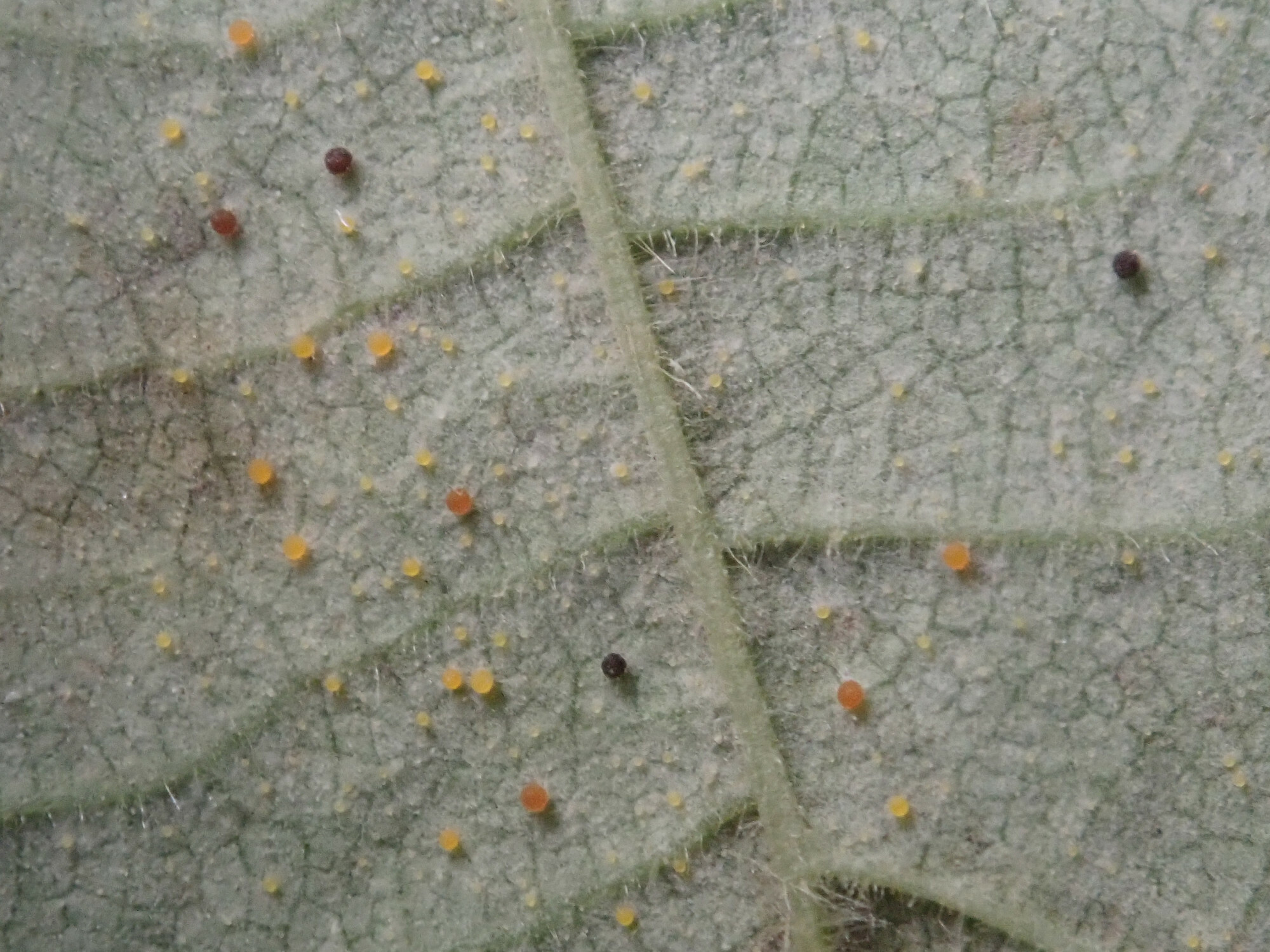 Phyllactinia guttata - : Phyllactinia