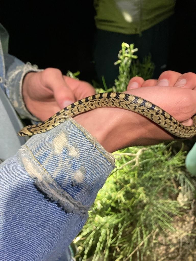 Ladder Snake from Jimera de Líbar, 29392, Málaga, Spanje on April 14 ...