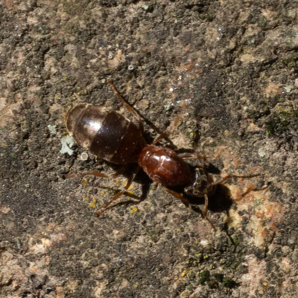 central european bicolored ant from Budapest, Nyék, Hungary on August ...