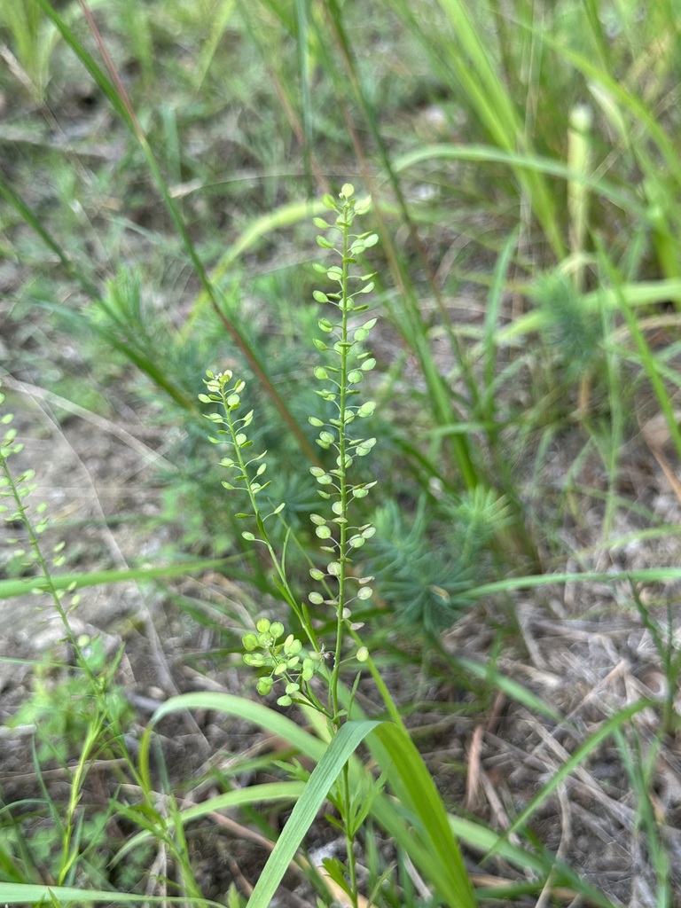 Virginia pepperweed from Rockland County, NY, USA on August 3, 2023 at ...