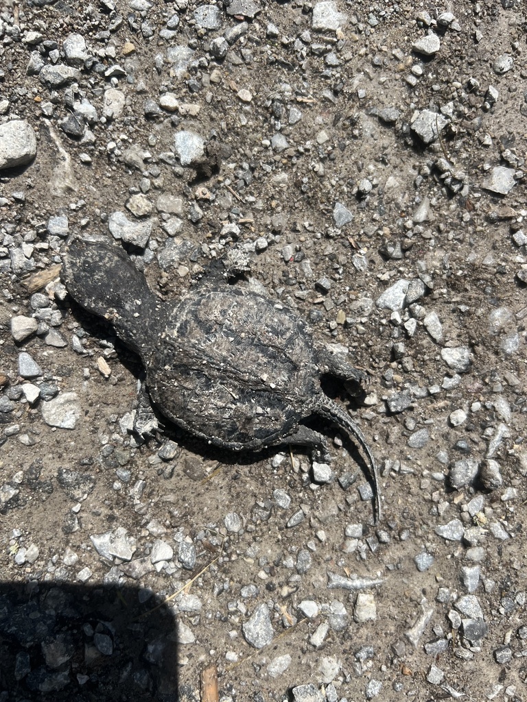 Common Snapping Turtle from Long Point, Norfolk County, ON, CA on ...