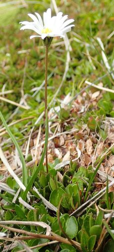 Brachyscome humilis · iNaturalist